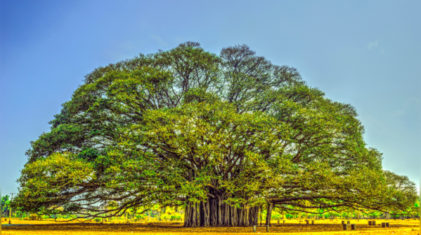 From Banyan to Kadamba: Trees that fulfill wishes and grant blessings
