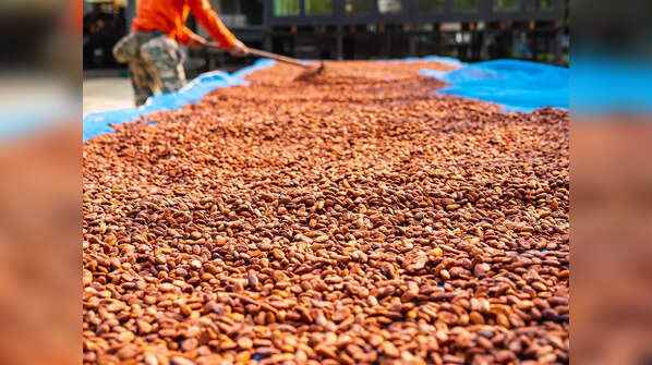 Cocoa Butter: How to make it at home and its uses