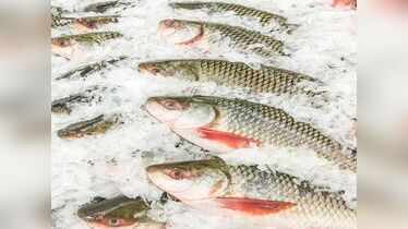 Fish Images With Names In Telugu Aged Fish - Infoupdate.org