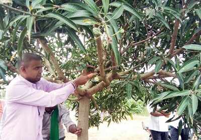 Mango: Karnataka: Mango trees get a helping hand to boost yield