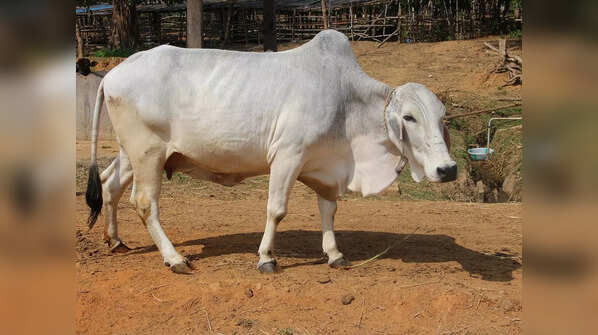 10 Indian cow breeds and what makes them unique
