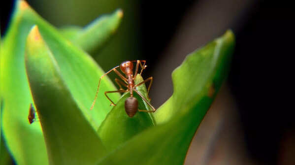 10 lesser-known creatures that produce silk