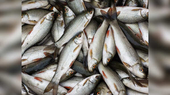7 foods rich in omega-3 fatty acids naturally