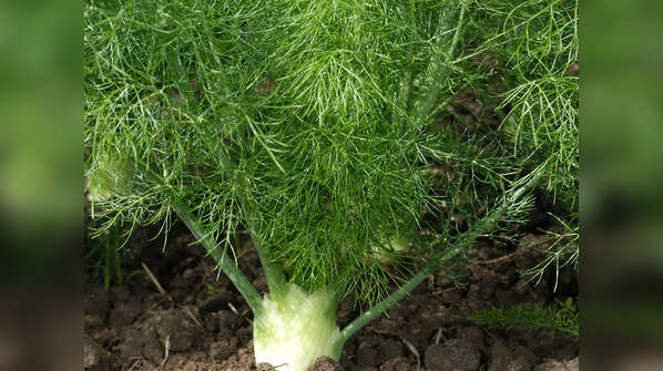 Types of fennel, their benefits and how to use them