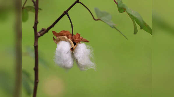 9 oldest varieties of cotton found around the world