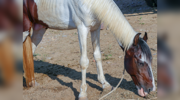 Top 10 best native Indian horse breeds