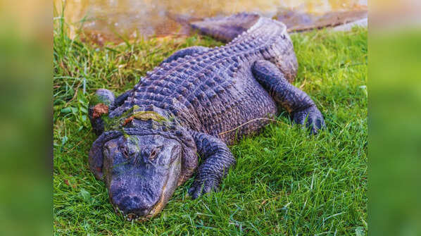 5 animals endemic to the U.S. and where to spot them