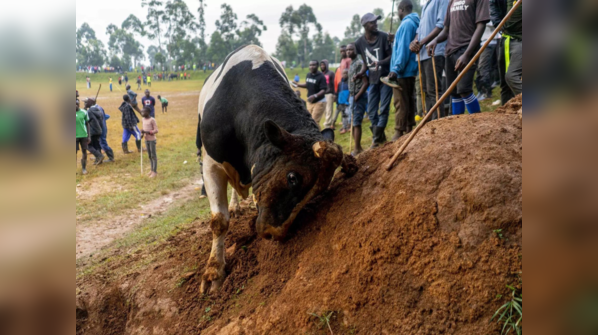 Kenya's Kakamega welcomes New Year with traditional bullfighting | See pics