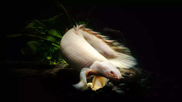 6 fish that look like snakes– and the shocking reasons behind it