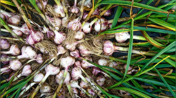 7 types of garlic and their uses