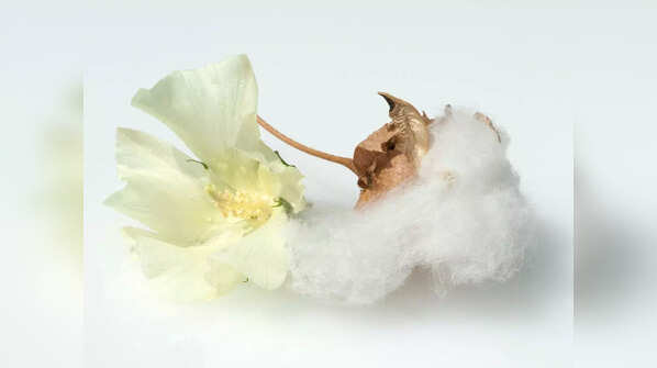 9 oldest varieties of cotton found around the world