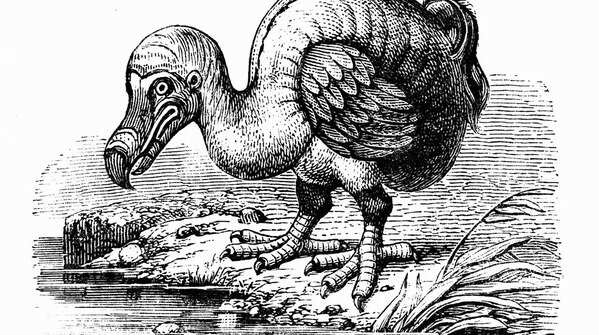 10 birds that are sadly extinct now