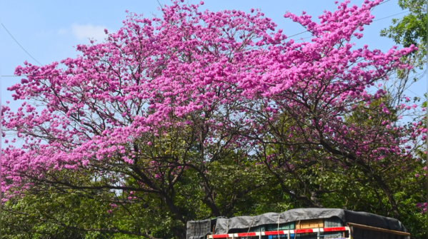 In pics: Move over Cherry Blossoms, Bengaluru’s Pink Trumpets will ...