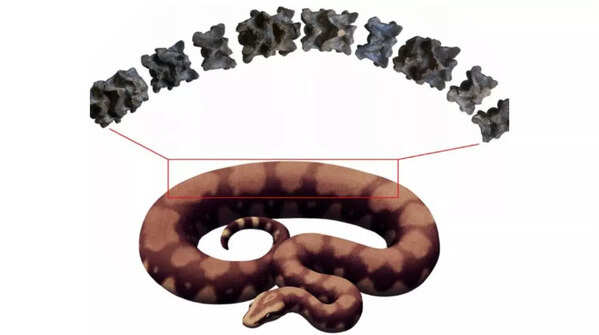 47 million years old Vasuki Indicus snake discovered in India: 5 things ...