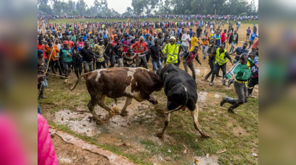 Kenya's Kakamega welcomes New Year with traditional bullfighting | See pics