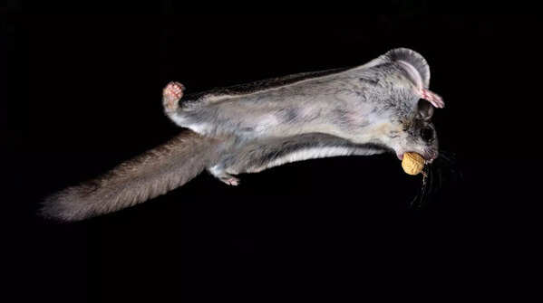 From flying snakes to soaring squirrels: 7 strange animals that soar in ...