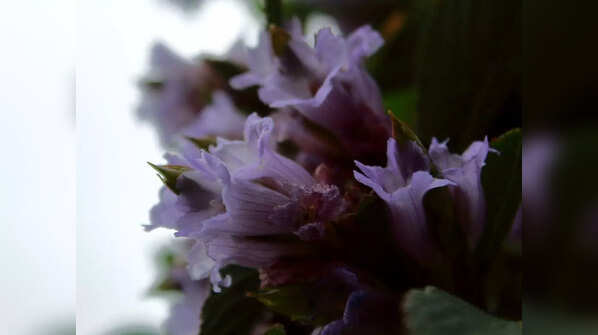 Neelkarunji-the flowers that blossom once in 12 years