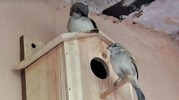 6 lakh and counting: Nestman of India builds birds' abodes for Kolkata ...