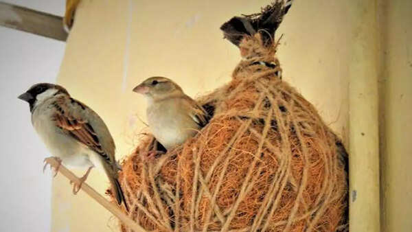 6 lakh and counting: Nestman of India builds birds' abodes for Kolkata ...