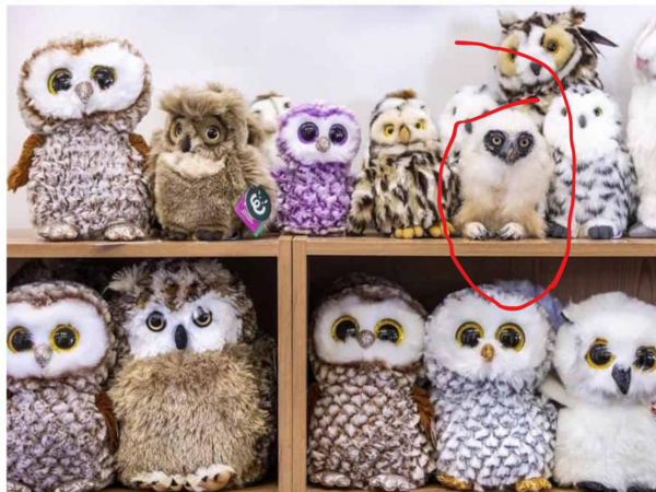 Only a genius can tell which one's a real owl among toy owls - Times of ...