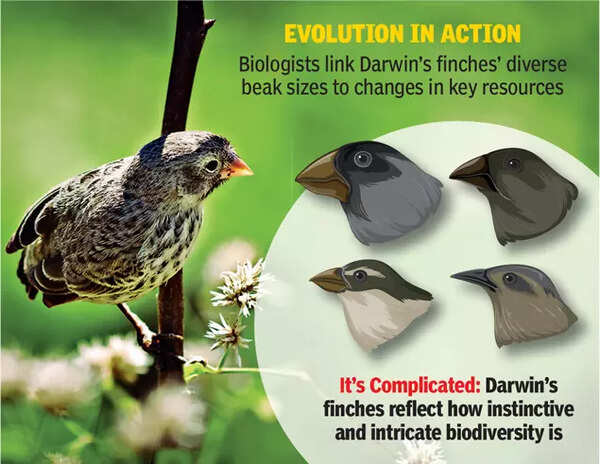 Galapagos: ‘We saw a drought driving evolution in the Galapagos ...