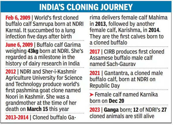 Why India’s first cloned cow is a game changer | India News - Times of India