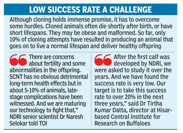 Why India’s first cloned cow is a game changer | India News - The Times ...