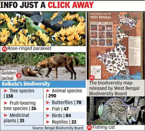 Kol: Kol Home To 70 Butterfly, 84 Bird & 138 Tree Species | Kolkata ...