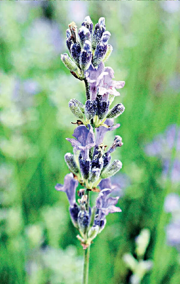 ‘Nature’s fragrances shape the meaning of ‘home’ in our minds’ | India ...