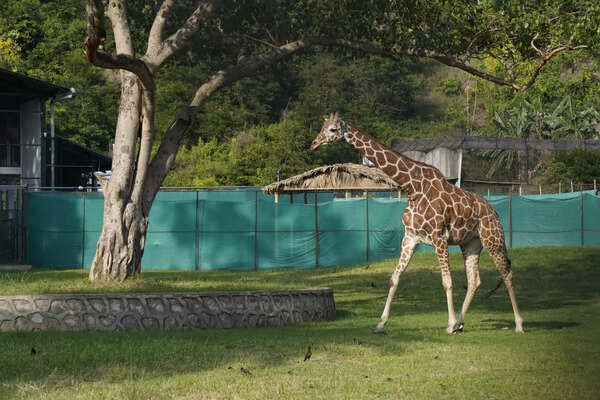 Zebra Couple In Guwahati Zoo After 30 Yrs | Guwahati News - Times of India