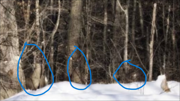 Optical Illusion: Can you spot all the animals in this image? - Times ...