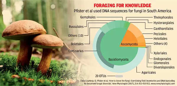 ‘Fungi reflect Earth’s incredible history — they power plant life but ...