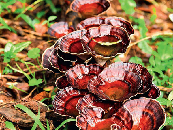 ‘Fungi reflect Earth’s incredible history — they power plant life but ...