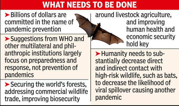 Leave Bats Alone, Respect Nature To Prevent Future Pandemics: Study ...