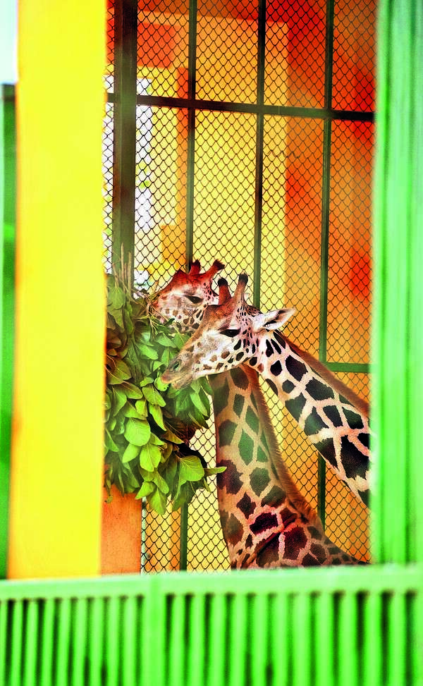 Here’s why Kolkata’s newest zoo should be on your bucket list - Times ...
