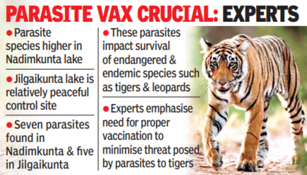 Heavy parasite presence poses health risks to Amrabad tigers ...