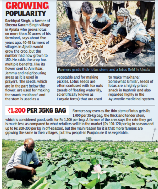 Far from Valley's lakes, 'nadru' blooms in Ajnala | Amritsar News ...