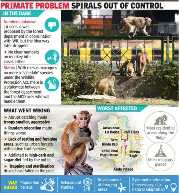 Why Delhi can't get monkey off its back: Faulty approach and lack of will to blame | Delhi News ...