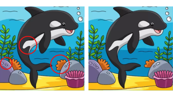 Spot the difference challenge: Find 3 differences in these identical looking dolphin images; you ...