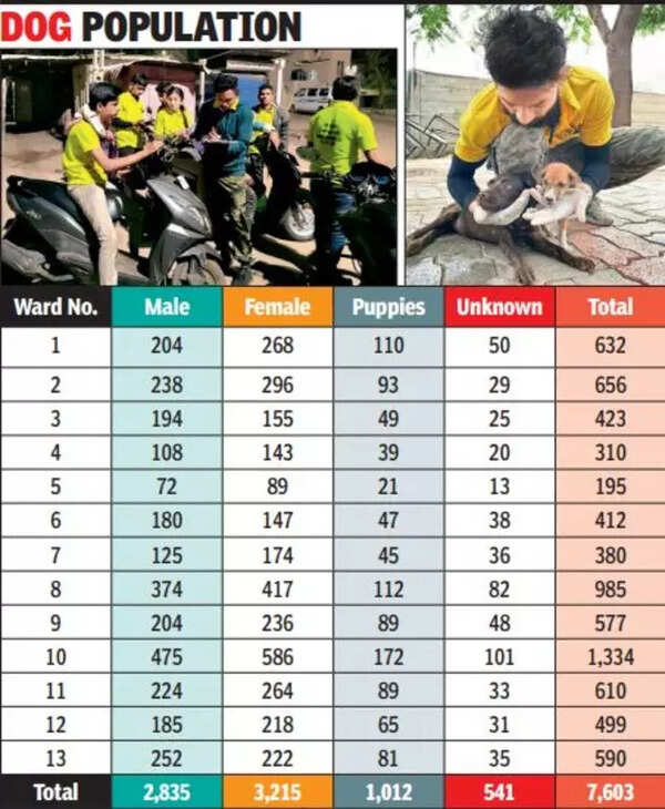 Anand: Anand Has 1 Stray Dog Against 35 People | Vadodara News - Times ...