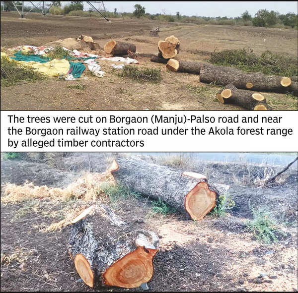 Borgaon: Nearly 300 Trees Felled Illegally Near Akola | Nagpur News ...