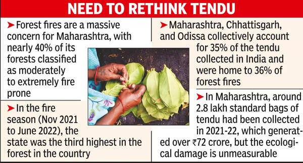 As Forest Fires Are Linked To Tendu Leaves, Ngo Iforest Seeks Viable ...