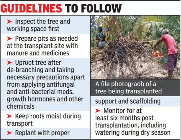 Transplantation: ‘better Preparation, Proper Aftercare A Must For Trees To Survive ...