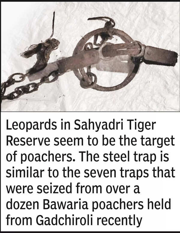 Wildlife Conservation: Baheliya Poachers Active In Sahyadri, Dog Stuck ...