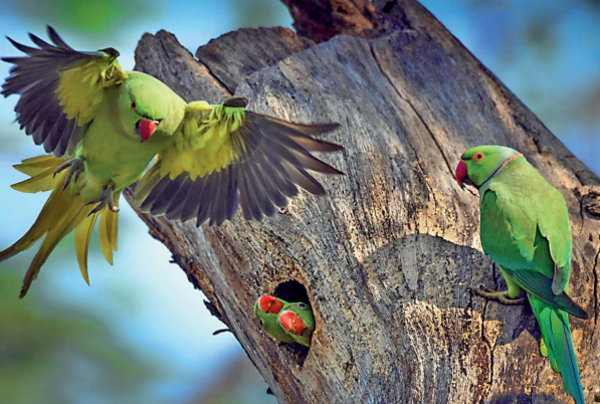 Birds of paradise | Kolkata News - Times of India