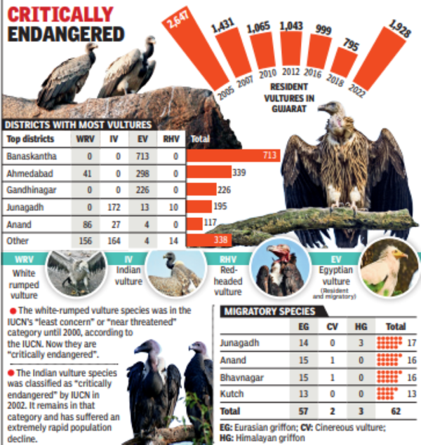 Vultures: District Haven For Vultures, City Loses Flock | Ahmedabad News - Times of India