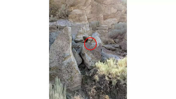 A small bunny is hidden in this picture; we challenge you to find it in ...