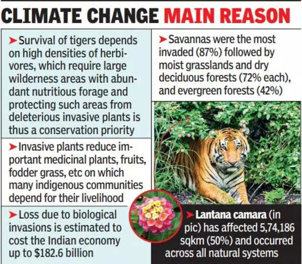 Invasive plants make deep inroads into over 2L sqkm of tiger land ...