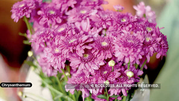 Add colours, uplift mood: Flower arrangements to beat monsoon blues ...