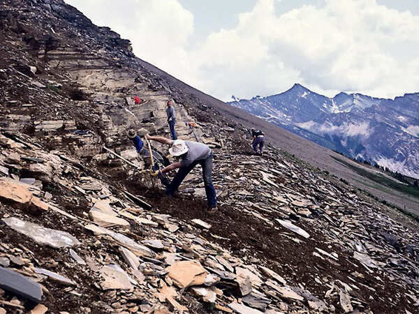 Jellyfish: 'Our 505-million-year-old jellyfish fossil finds show how ...